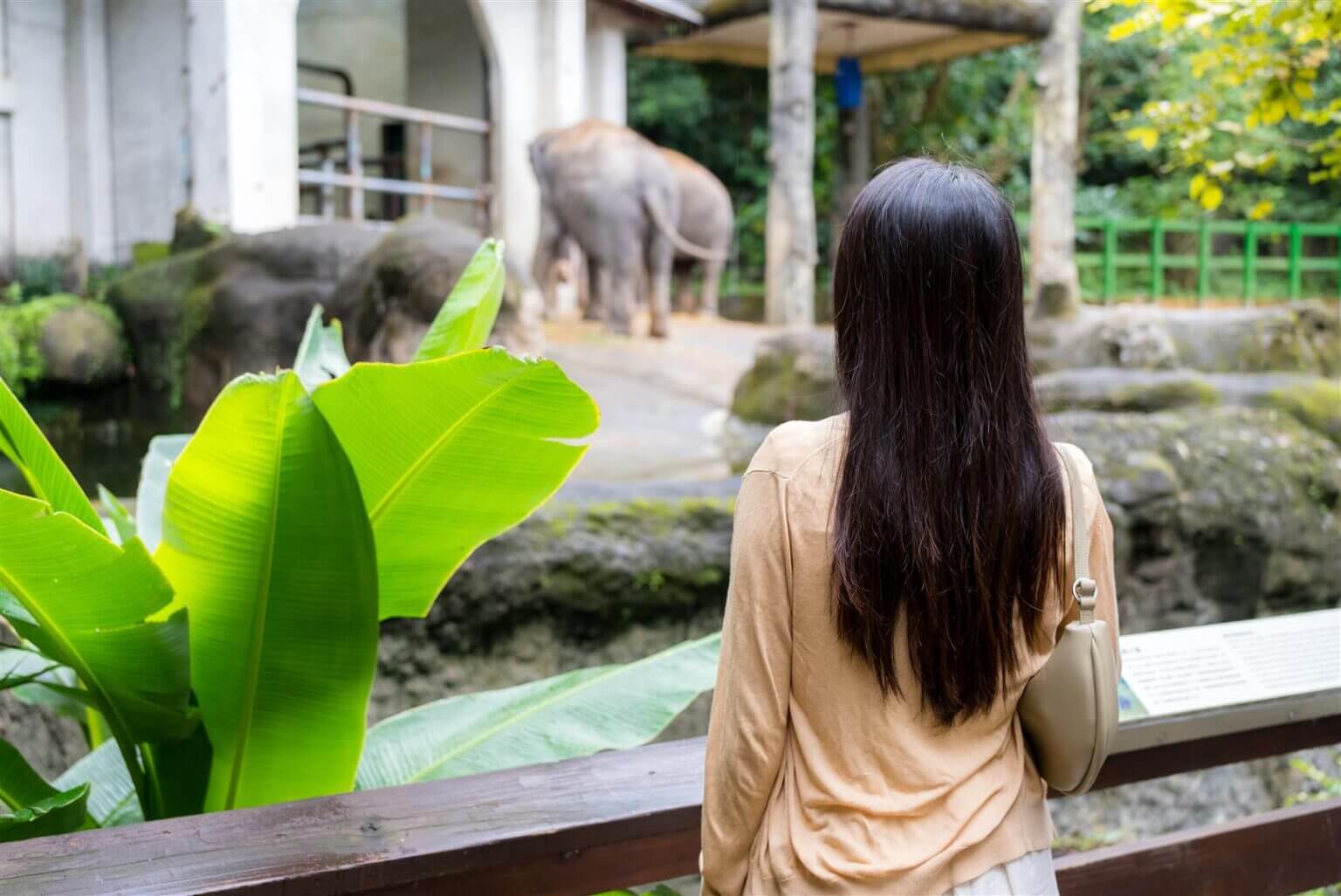 Pudel toy (Psy): szczeniaki i hodowla, opinie, cena, charakter ...