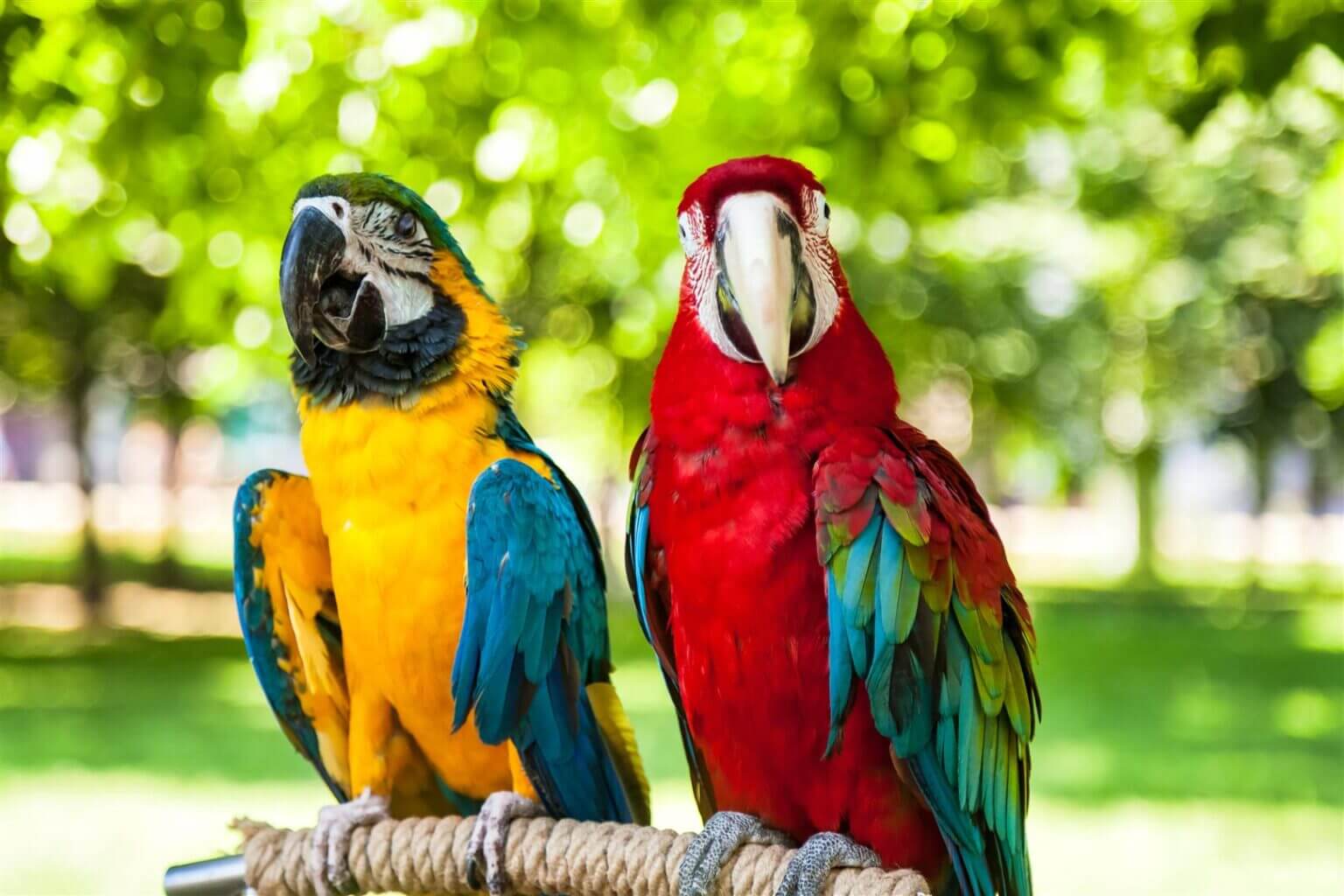 Pudel toy (Psy): szczeniaki i hodowla, opinie, cena, charakter ...